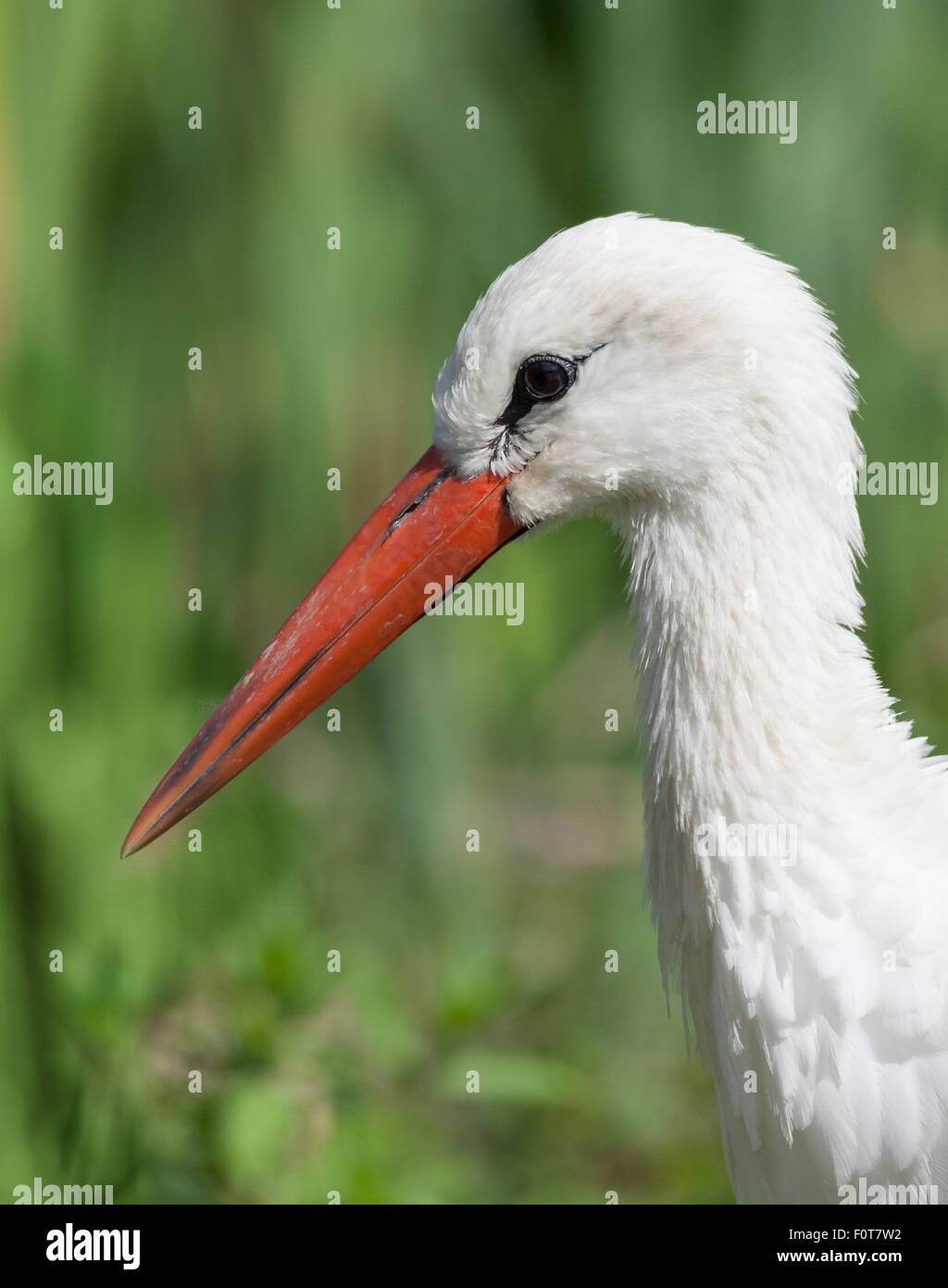 White stork close up head shot Stock Photo - Alamy