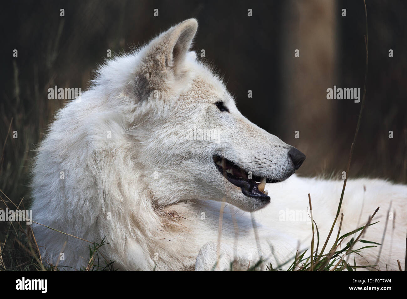 White arctic wolf hi-res stock photography and images - Alamy