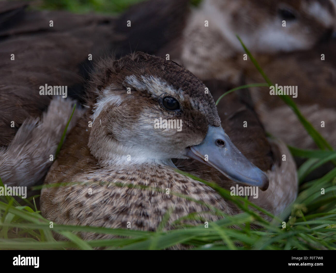 Young duck snuggling with siblings Stock Photo - Alamy