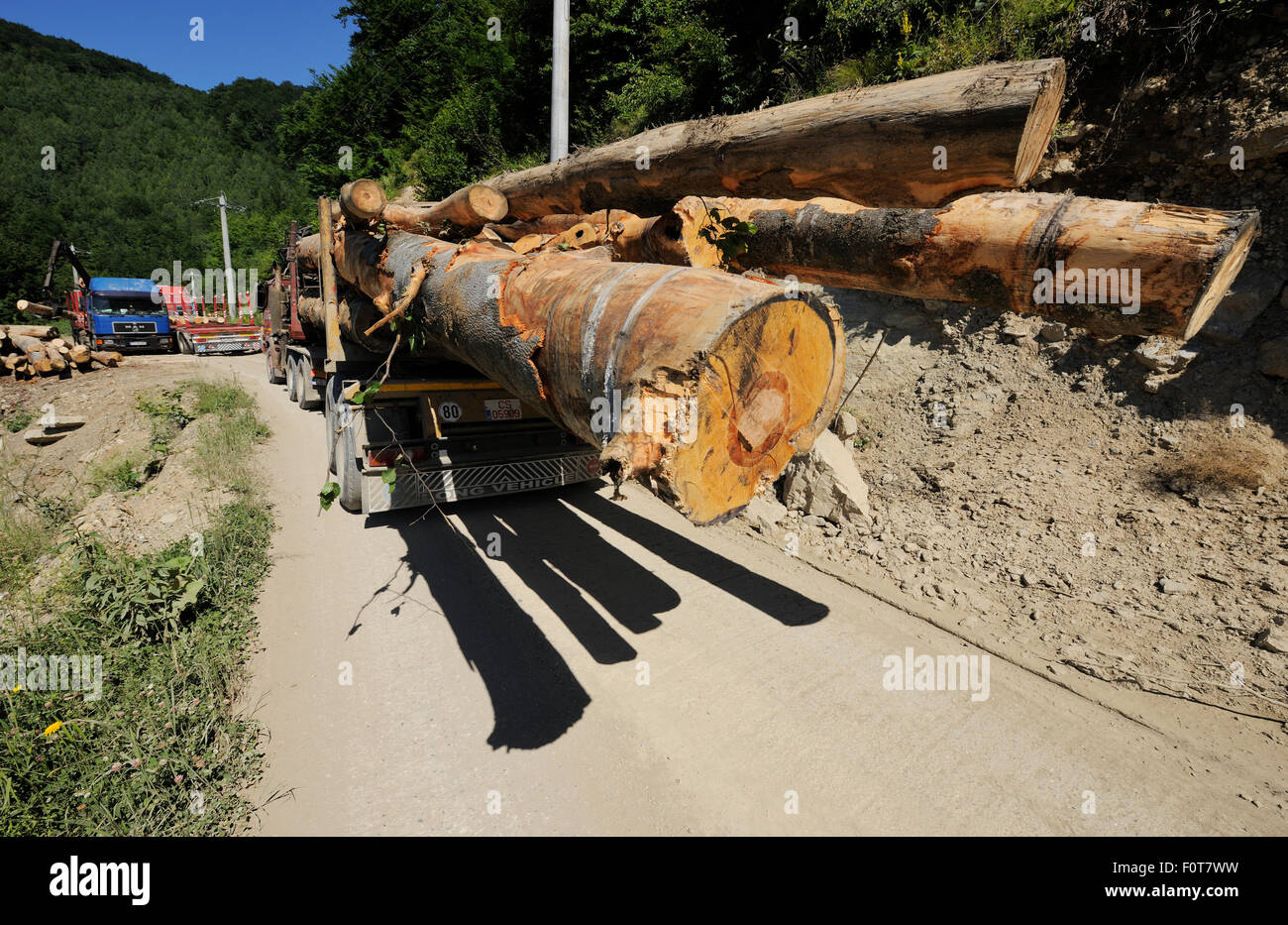 Logging trucks bringing out the wood from the primaeval forests of ...