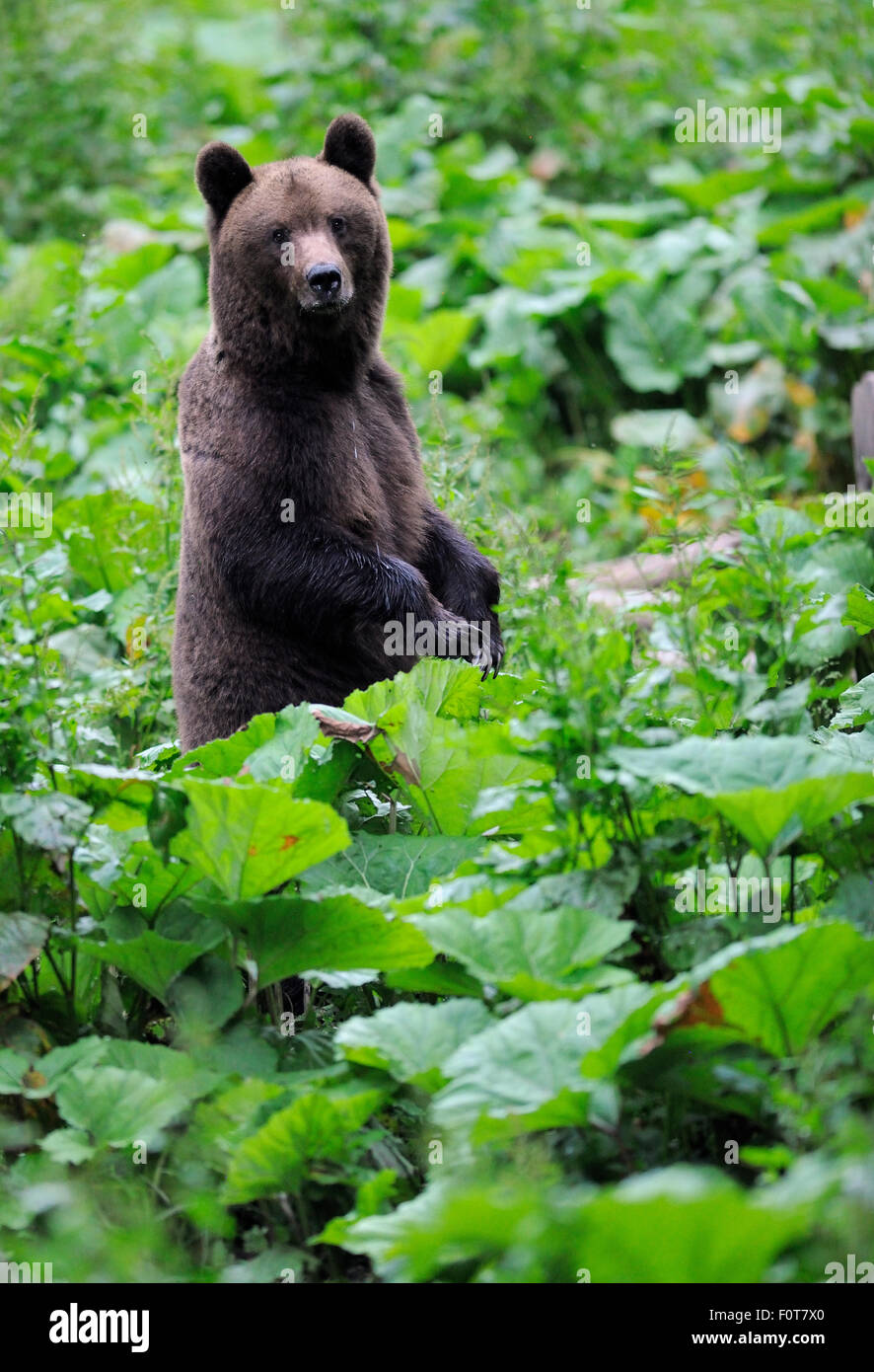 Eurasian brown bear (Ursus arctos arctos) at a bear watching site in ...