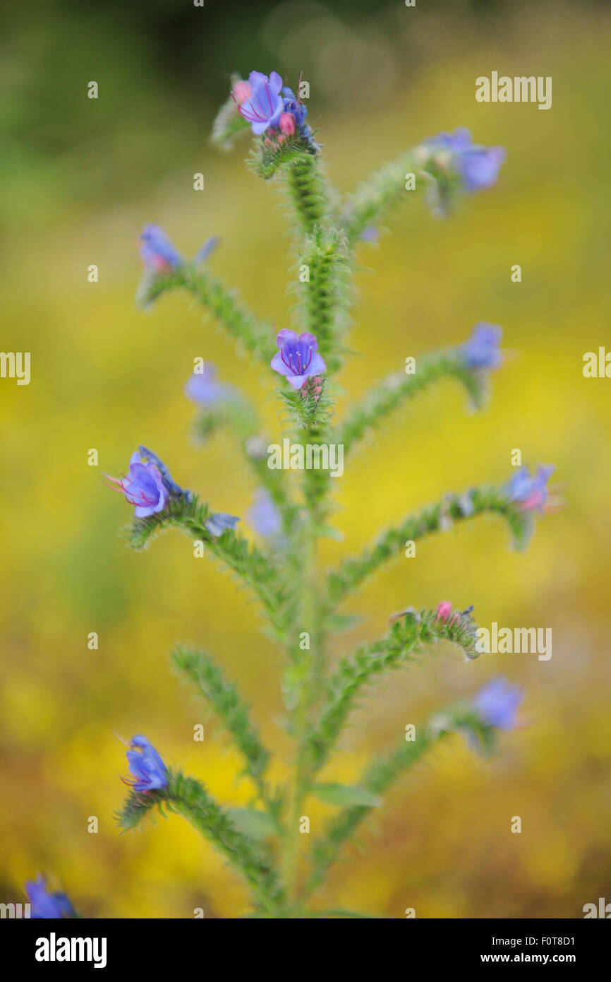 Purple Viper's bugloss (Echium plantagineum) North Velebit National ...