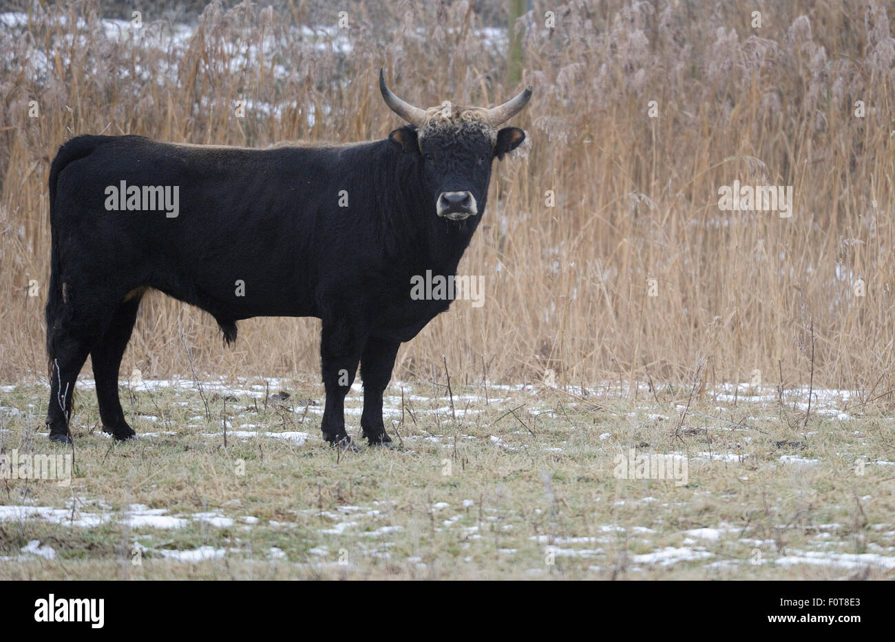 Auroch cow hi-res stock photography and images - Alamy