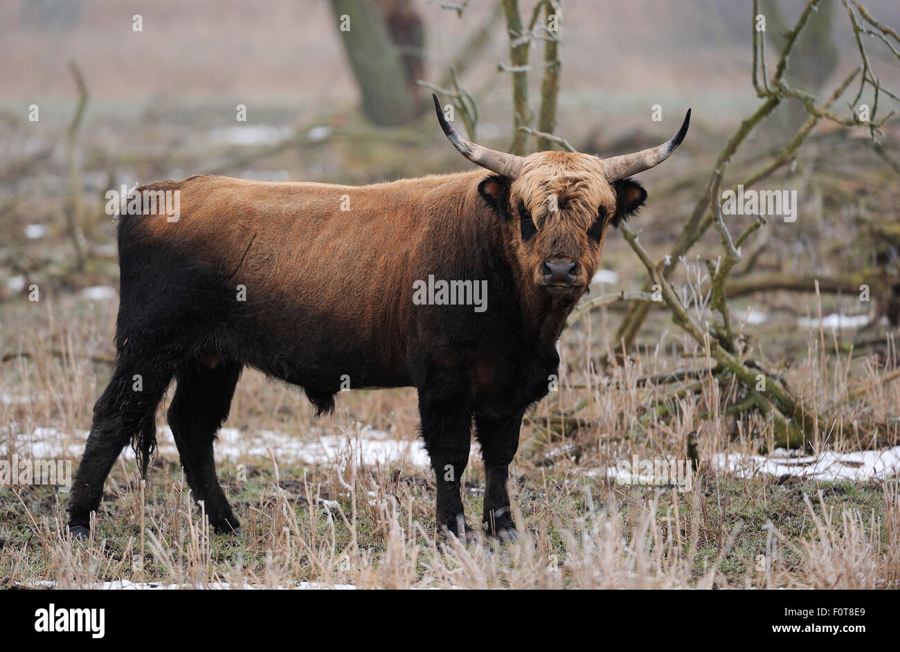 * REPEAT Heck cattle, standing portrait, a relative of the auroch ...