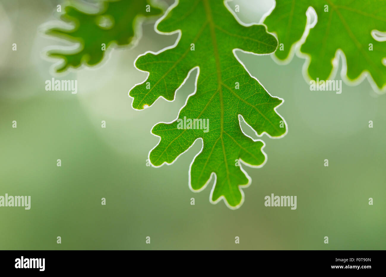 Pyrenean oak tree leaves (Quercus pyrenaica), Campanarios de Azaba ...