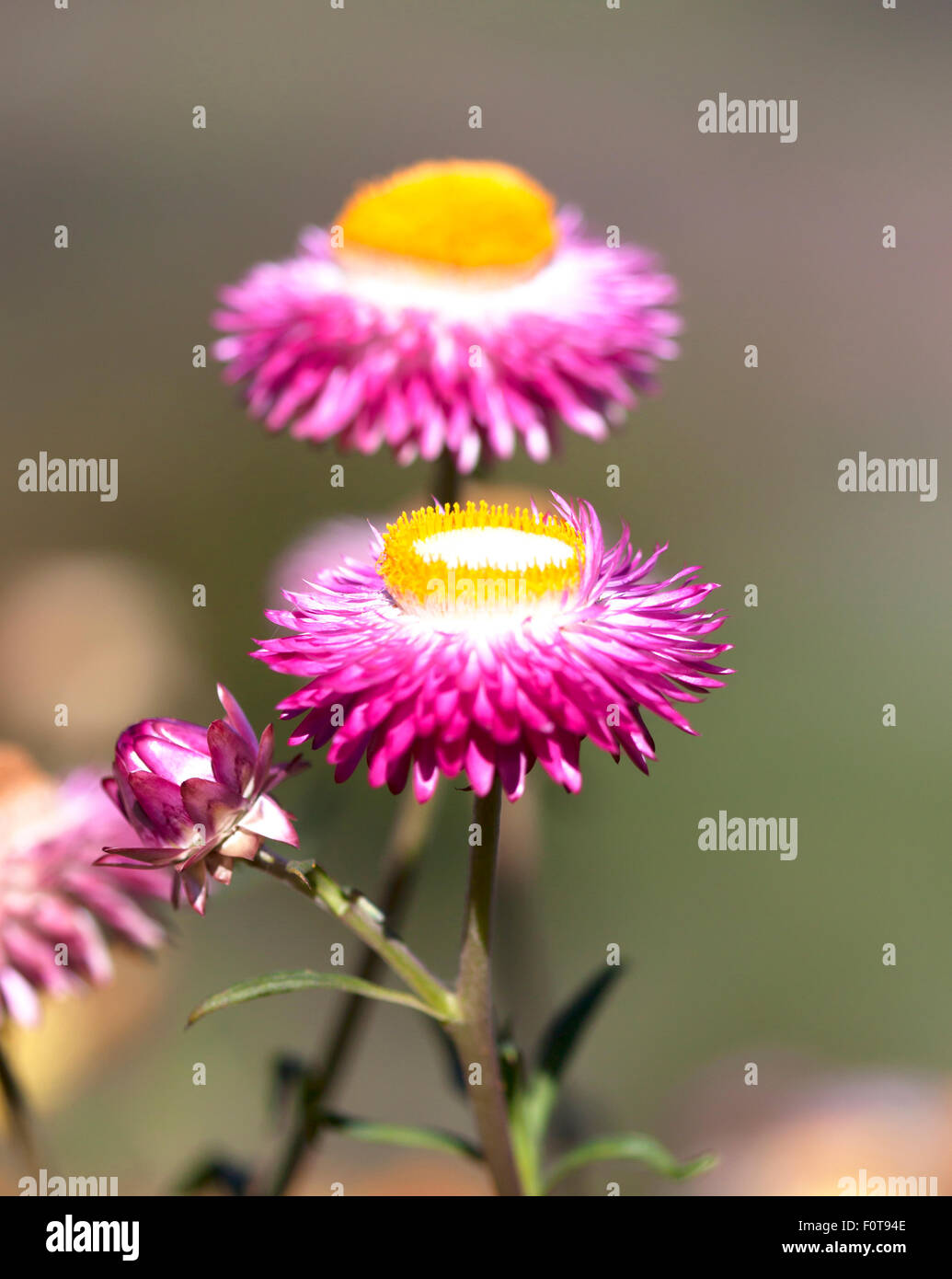 Everlasting flowers hi-res stock photography and images - Alamy