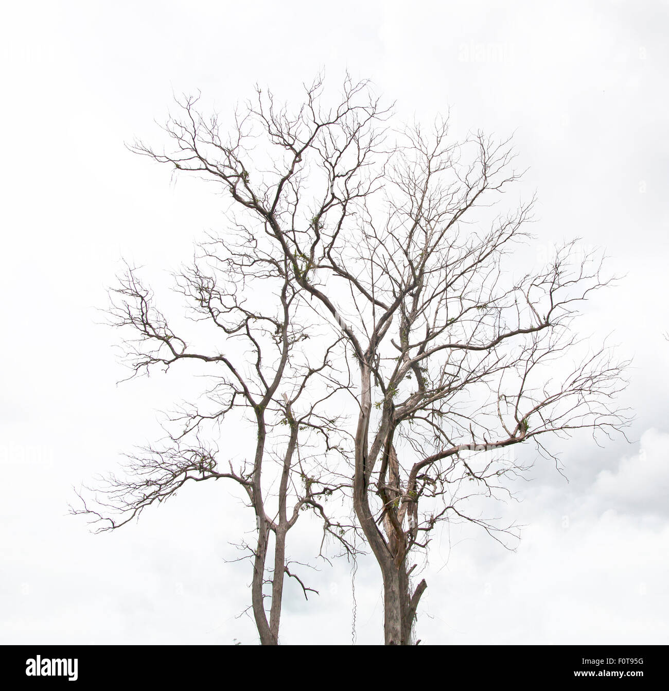 Dead Tree without Leaves outdoor natural drought Stock Photo - Alamy