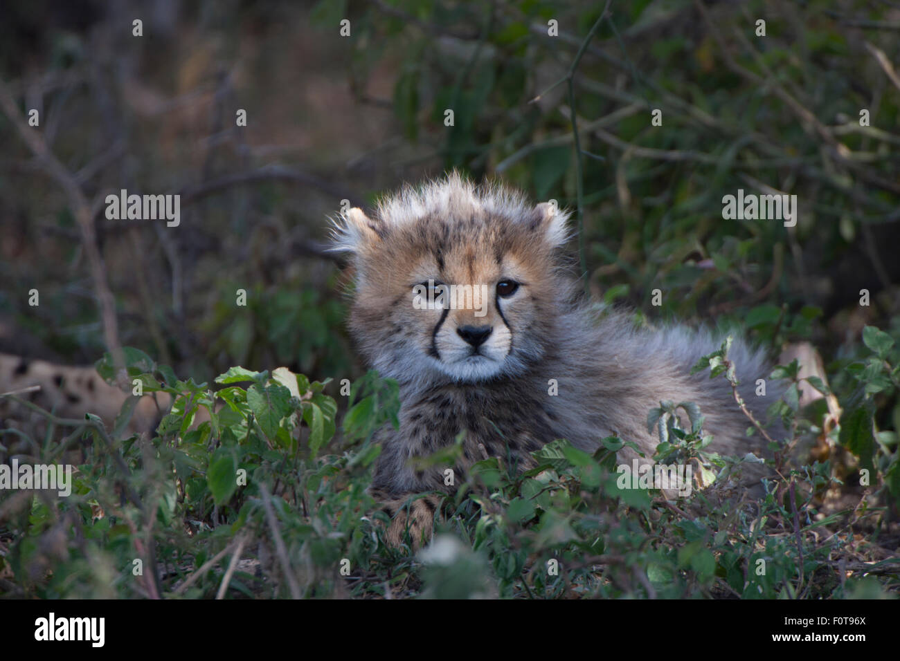 Baby cheetah cub portrait hi-res stock photography and images - Alamy