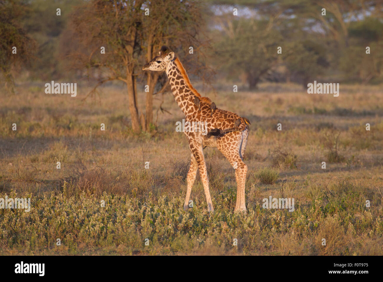 Baby Masai Giraffe Serengeti Tanzania Stock Photo Alamy
