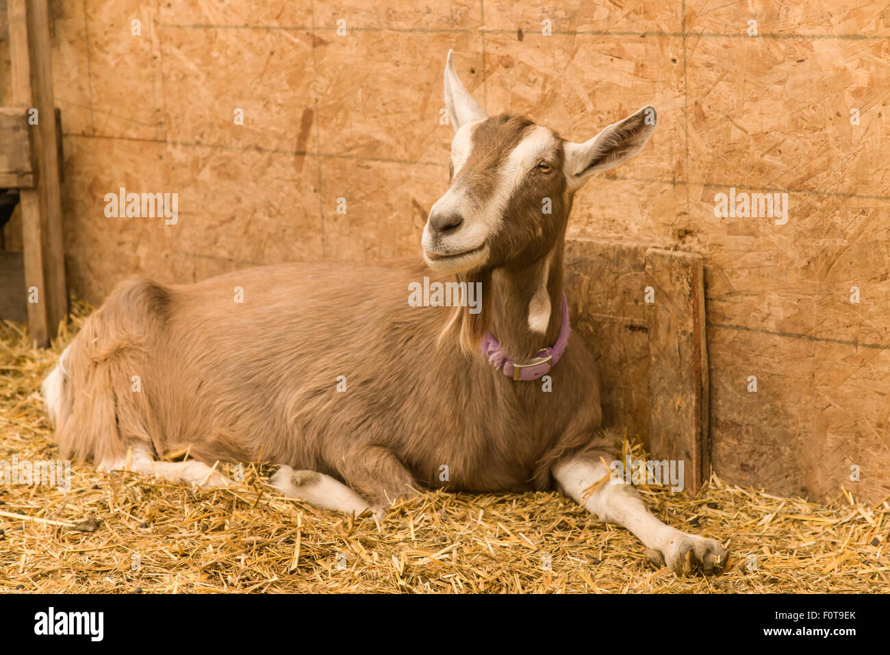 Alpine Dairy Goat Kids