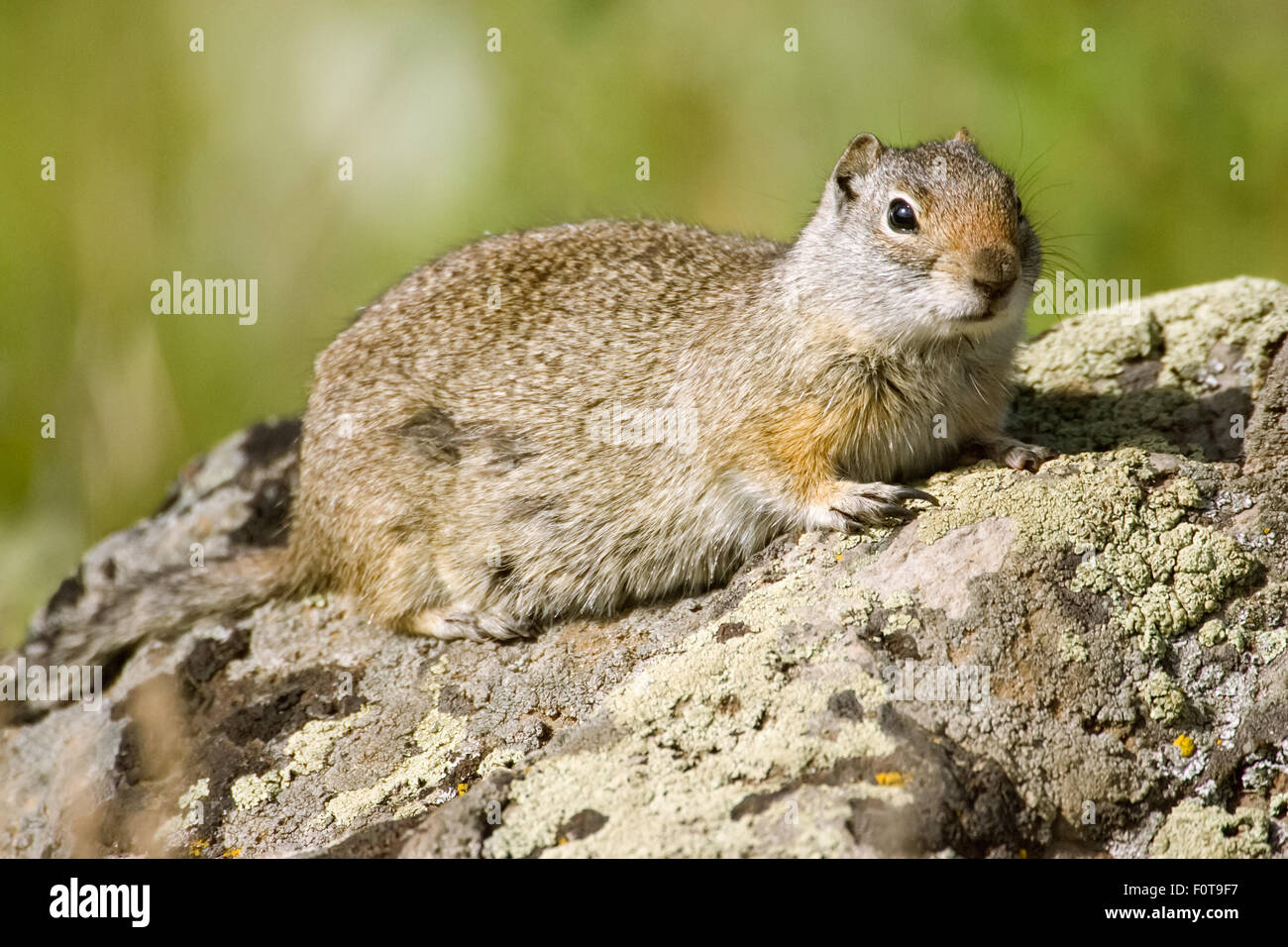 Nervous squirrel hi-res stock photography and images - Alamy