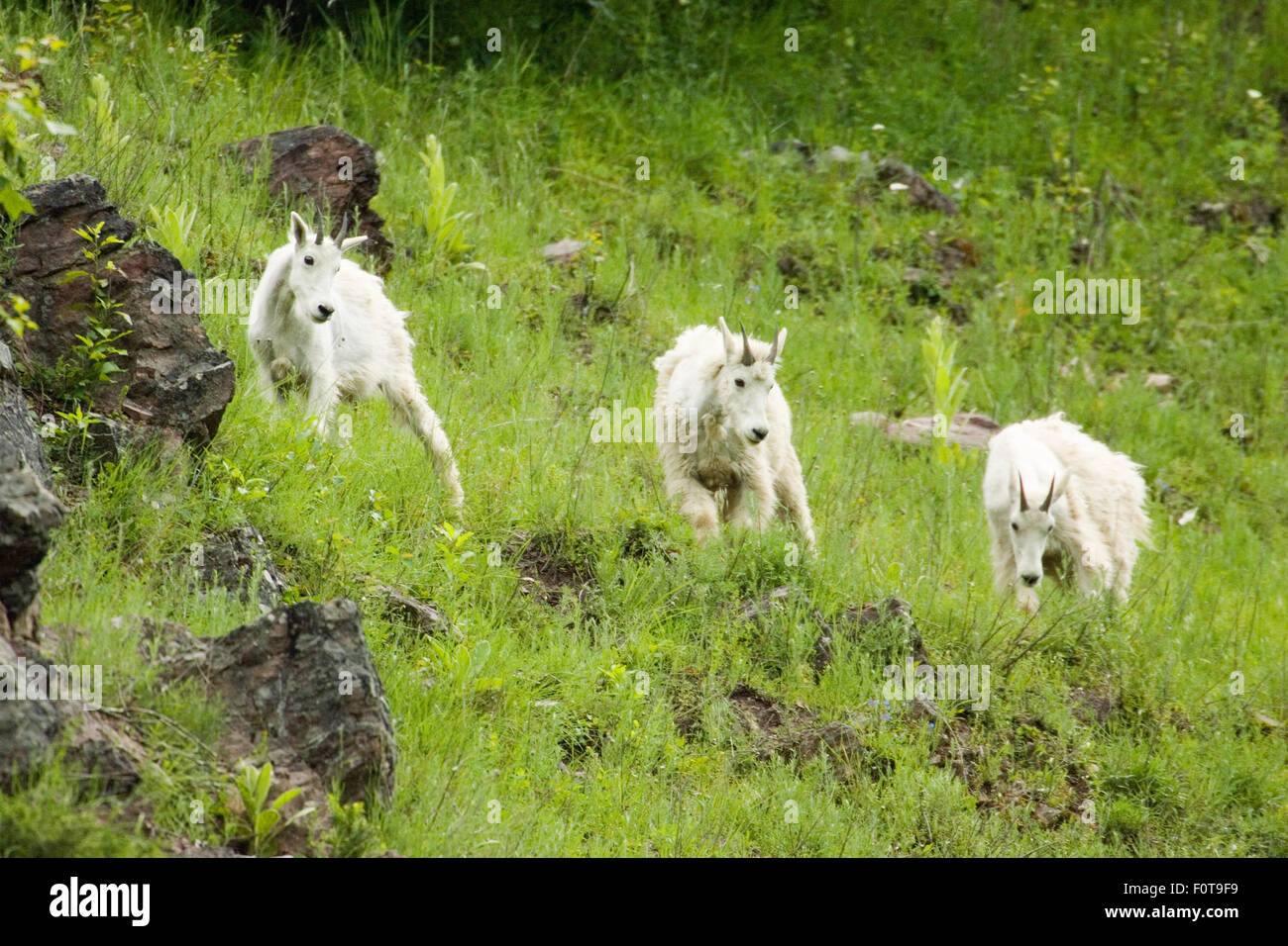 Three Mountain Goats climbing down a grassy, rocky hill in Glacier ...