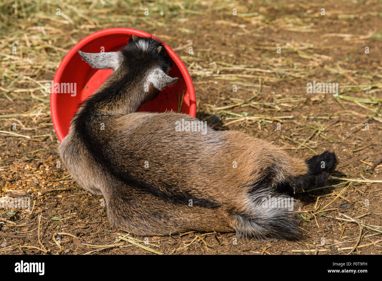 "Surely there must be more food here!" says the African Pygmy Goat kid ...