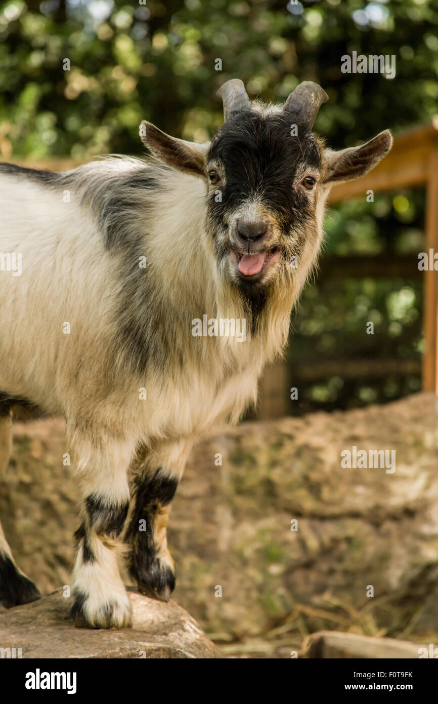 African domestic animals hi-res stock photography and images - Alamy