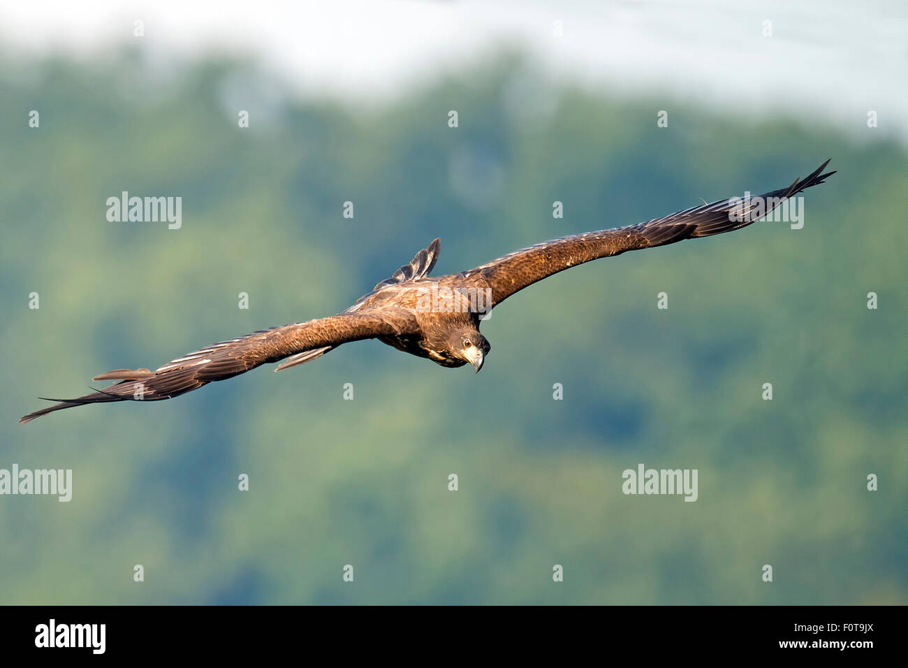 Juvenile American Bald Eagle in Flight Stock Photo - Alamy