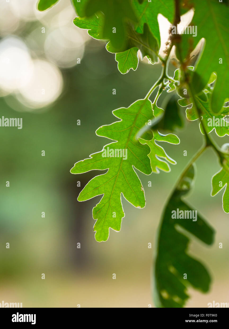 Pyrenean oak tree leaves (Quercus pyrenaica), Campanarios de Azaba ...