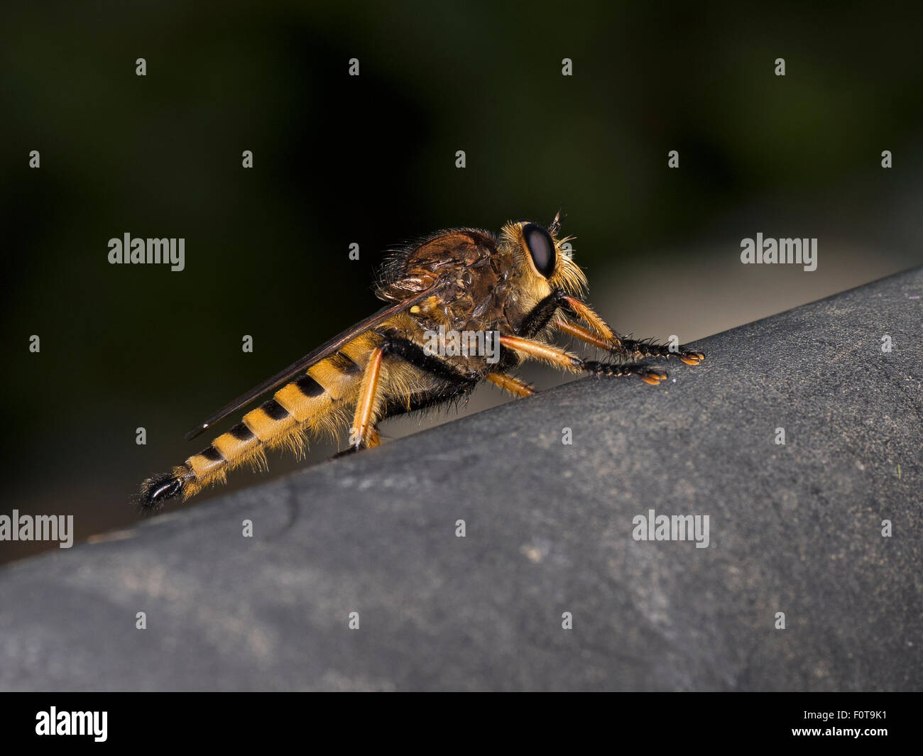 Robber fly asilidae hi-res stock photography and images - Alamy