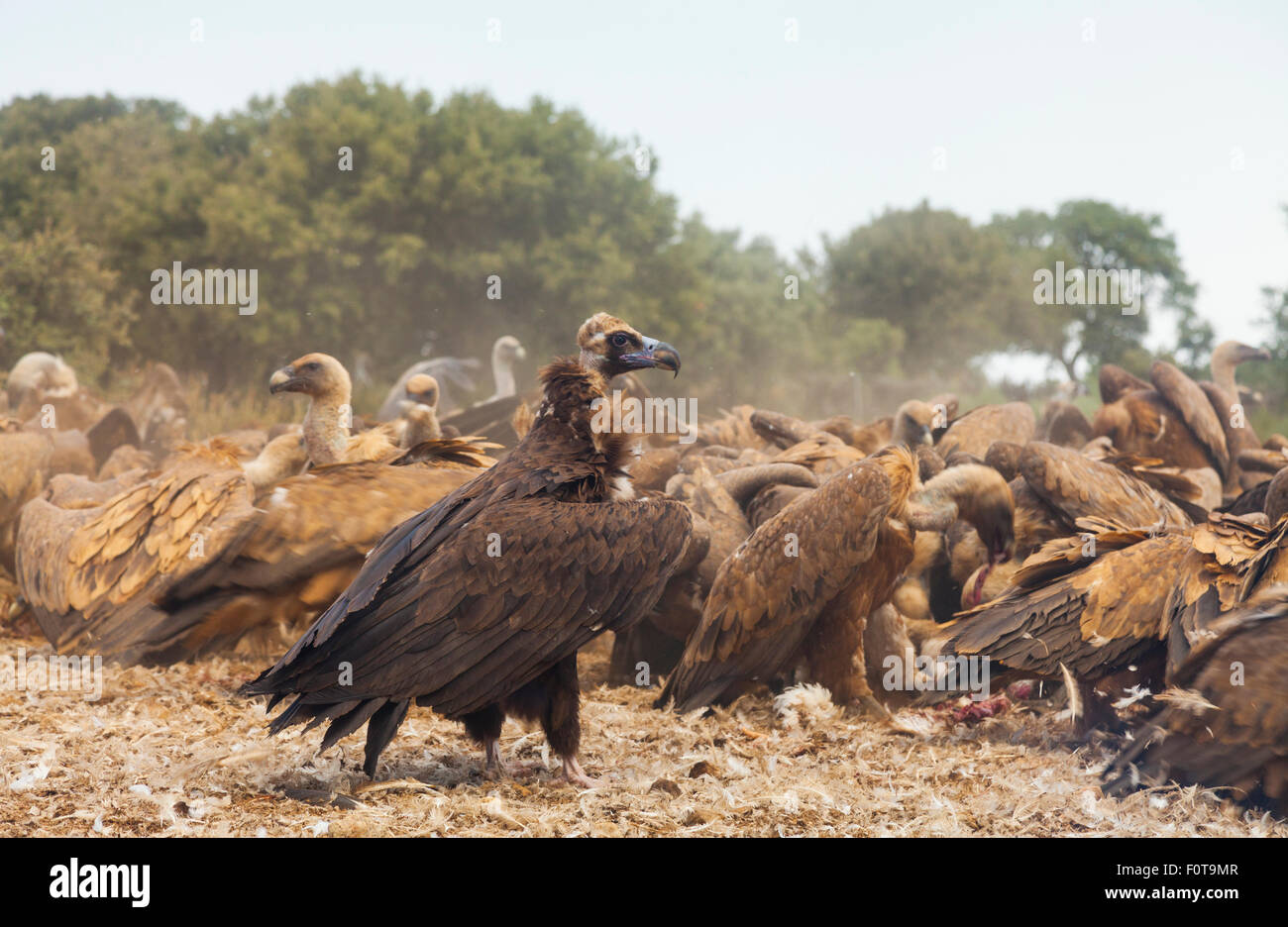 Vultures of europe hi-res stock photography and images - Alamy