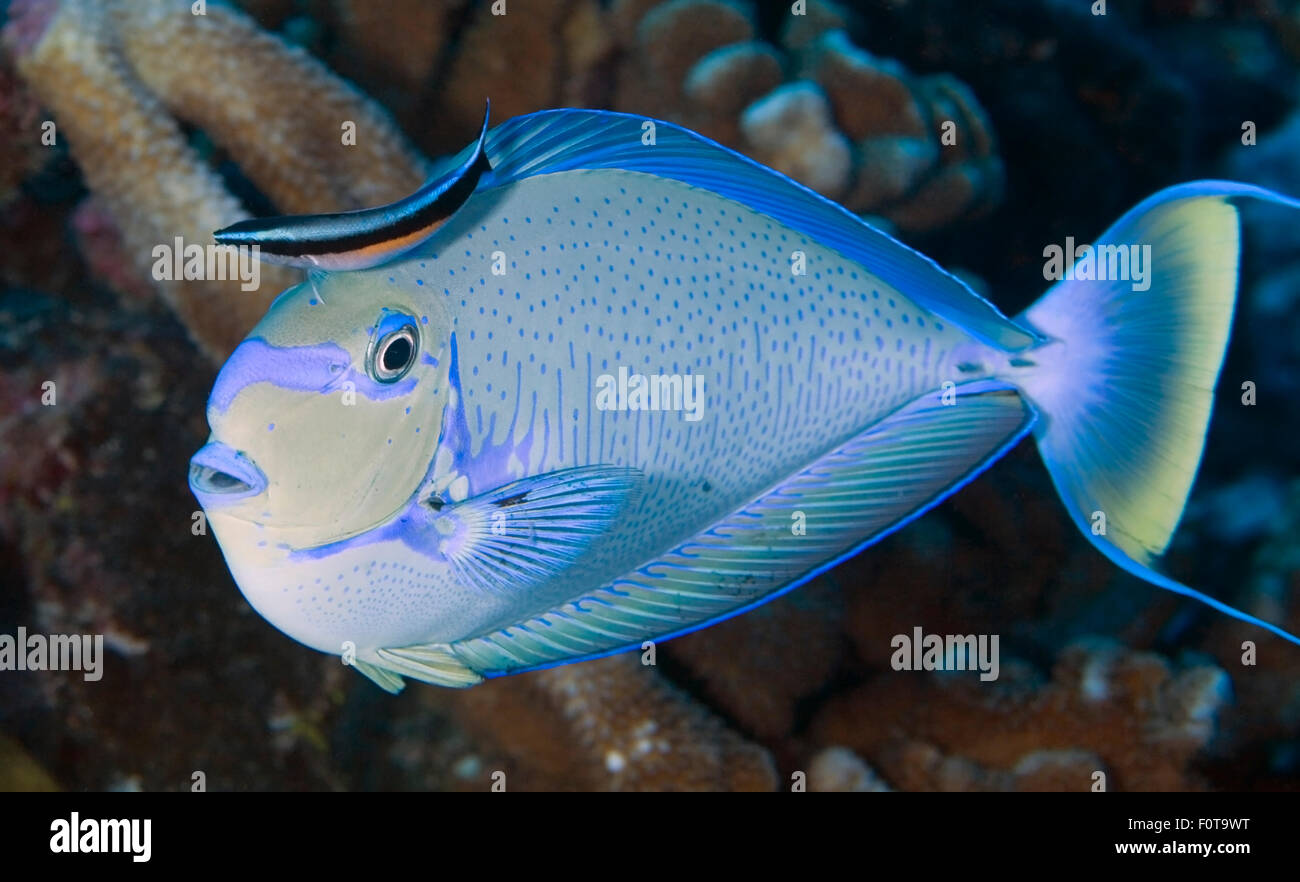 SURGEONFISH SWIMMING ON CORAL REEF HAS CLEANNING BY SMALL WRASSE FISH ...