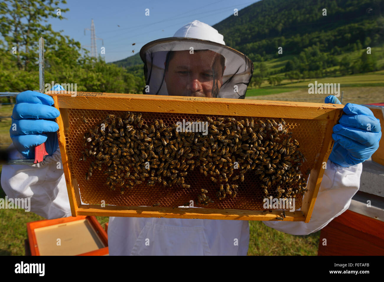 Prize winning bee keeper Sanjin Zarkovic with his Honey bees (Apis ...