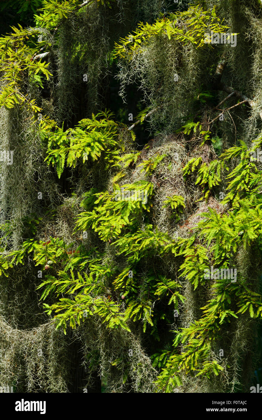 Bald Cypress Tree High Resolution Stock Photography and Images - Alamy
