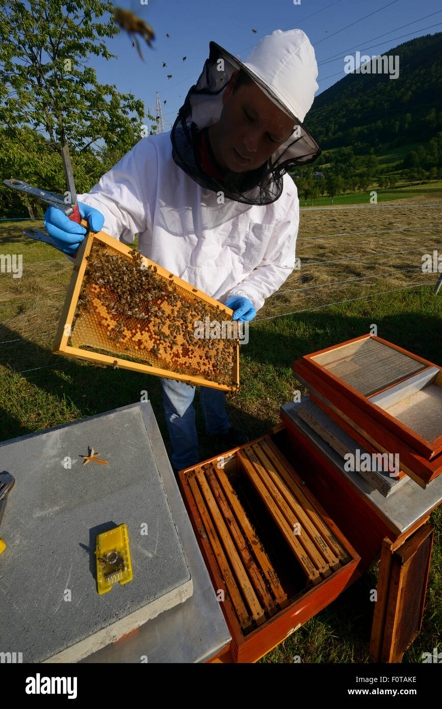 Eastern honey bee hi-res stock photography and images - Alamy