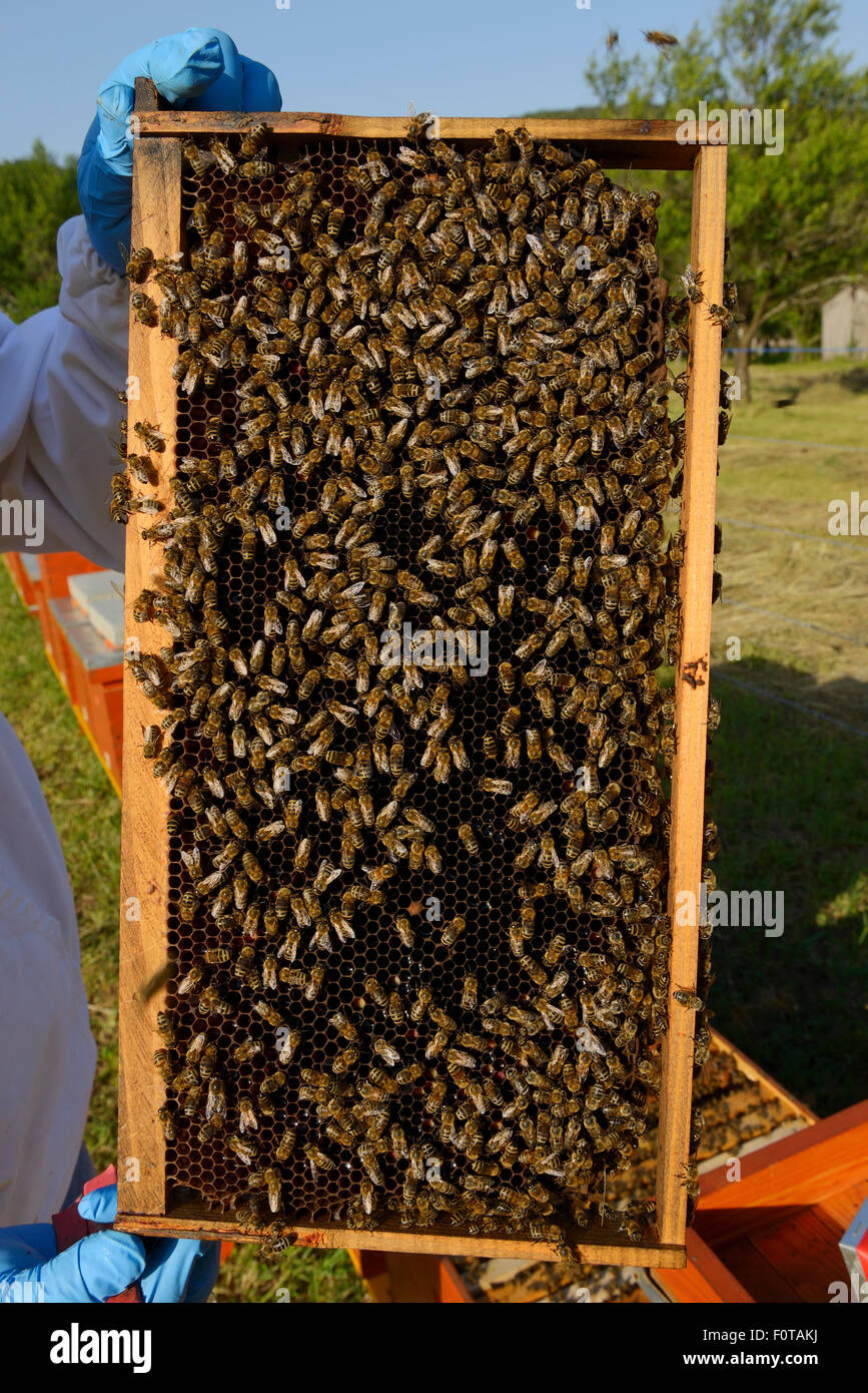 Prize winning bee keeper Sanjin Zarkovic at his Honey bee (Apis ...