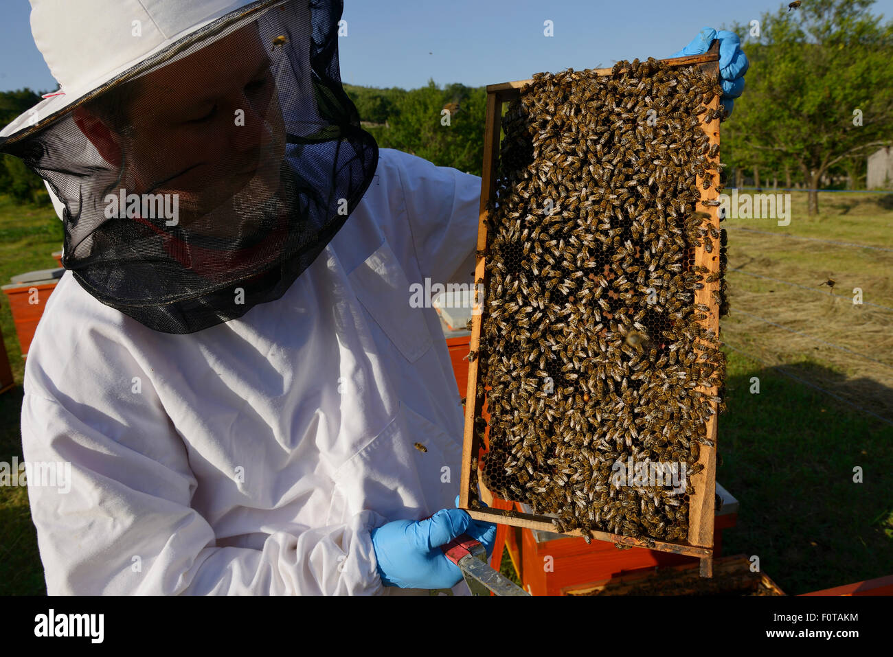 Eastern honey bee hi-res stock photography and images - Alamy