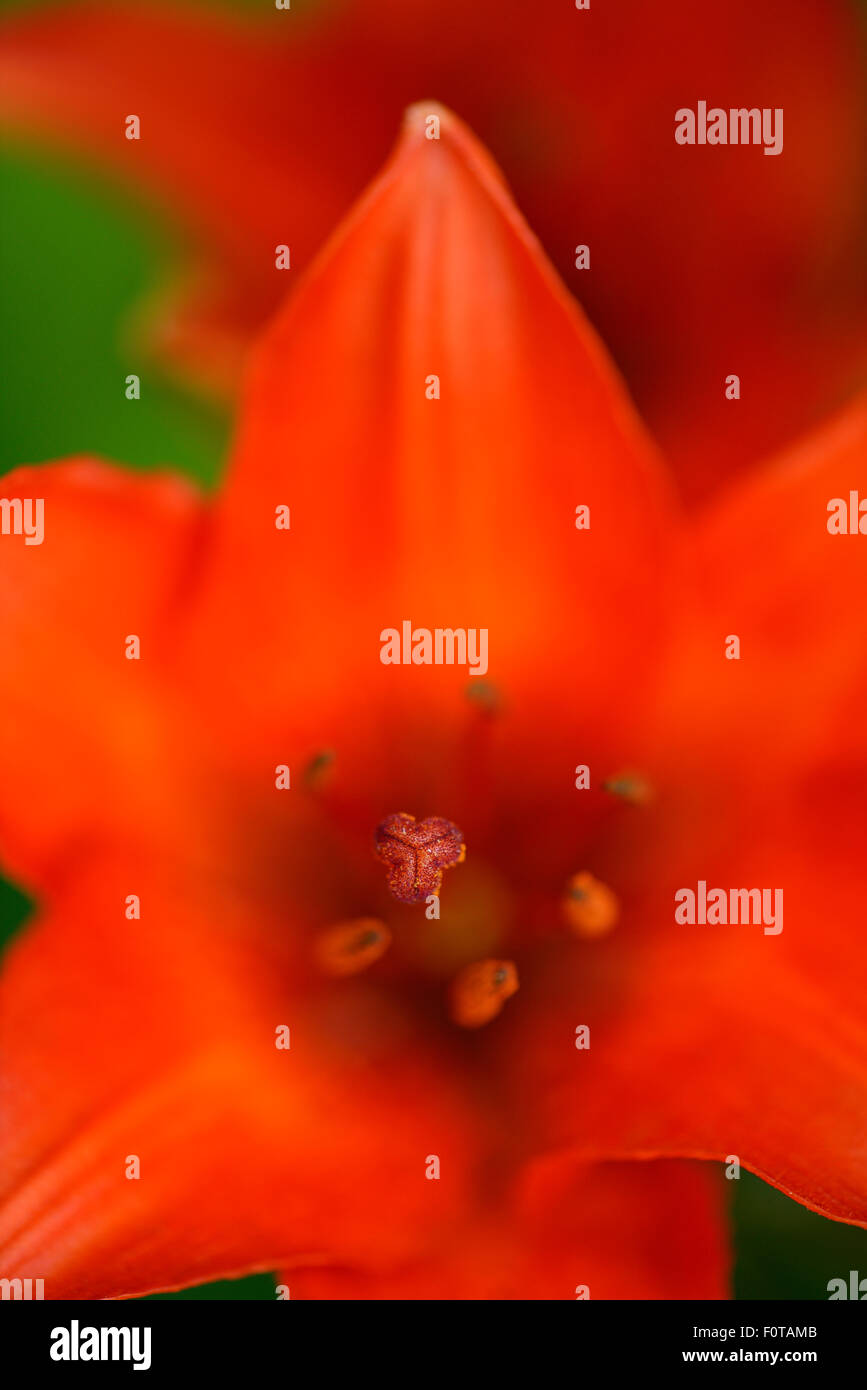 National flower of croatia hi-res stock photography and images - Alamy