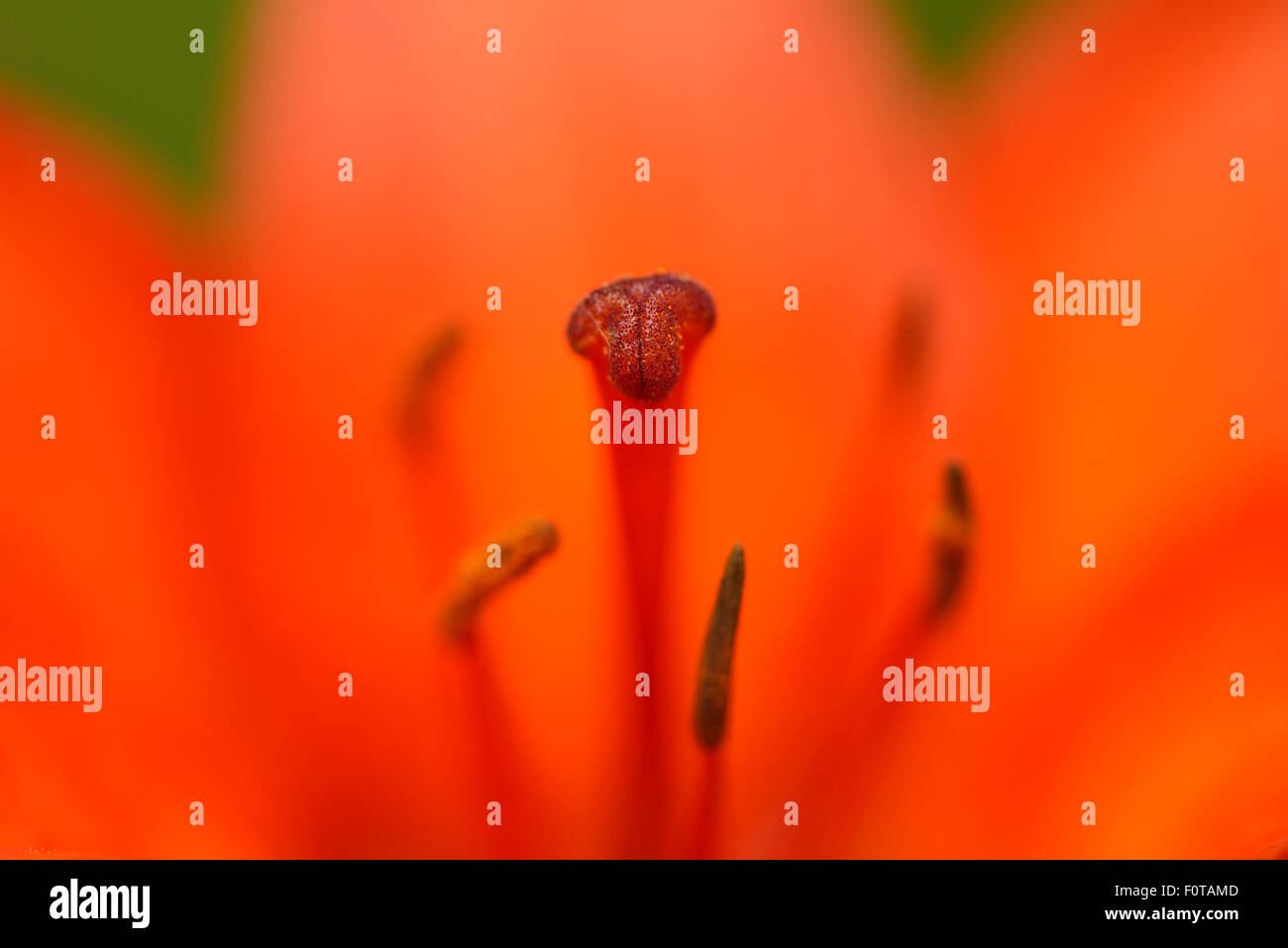 Orange fire lily (Lilium bulbiferum) close up of flower stigma and ...