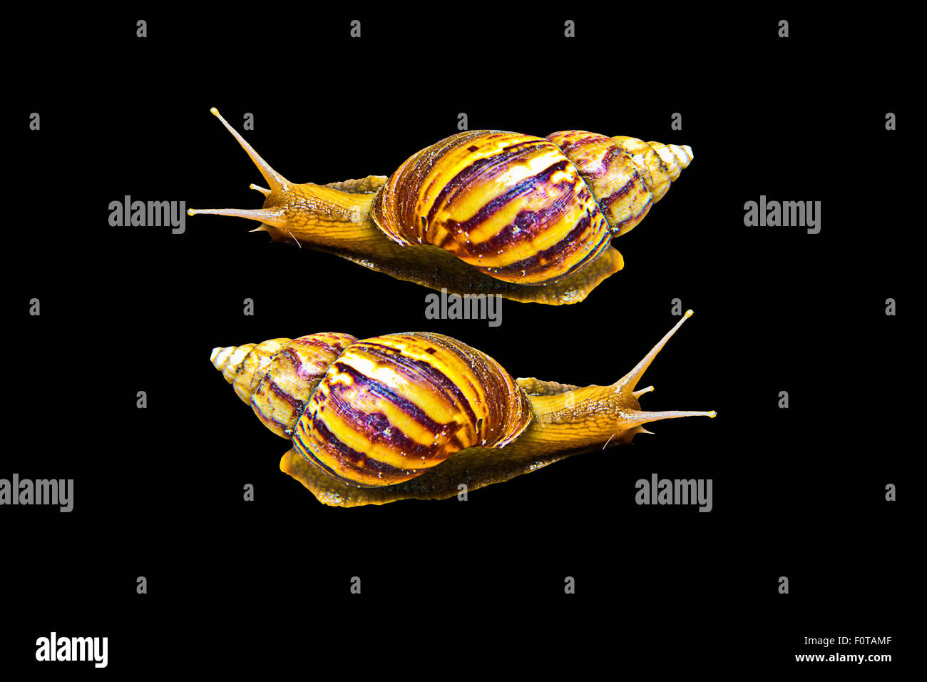 Snail isolated on black background Stock Photo - Alamy