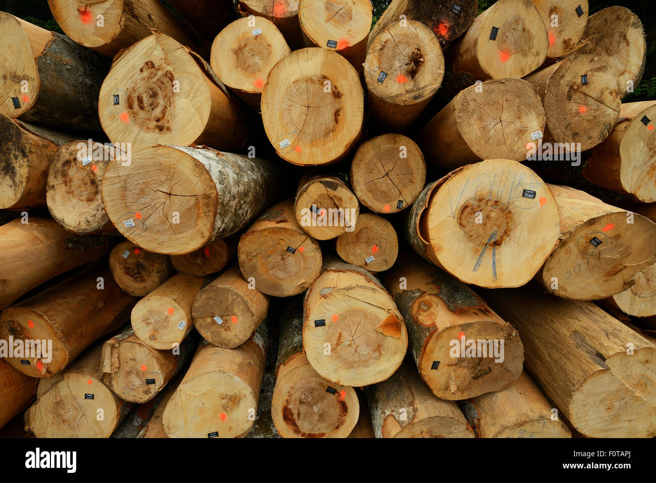 European Beech trees (Fagus silvatica) tree trunks logged inside the ...