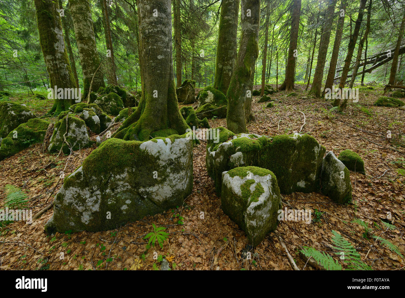 Beech (fagus sp) old growth forest hi-res stock photography and images ...