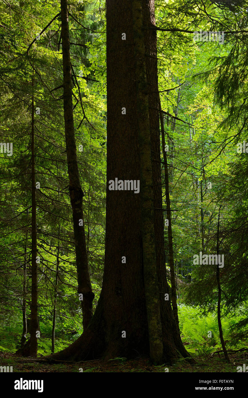 Fir (Abies sp), Beech (Fagus silvatica) and Spruce (Picea abies) old ...