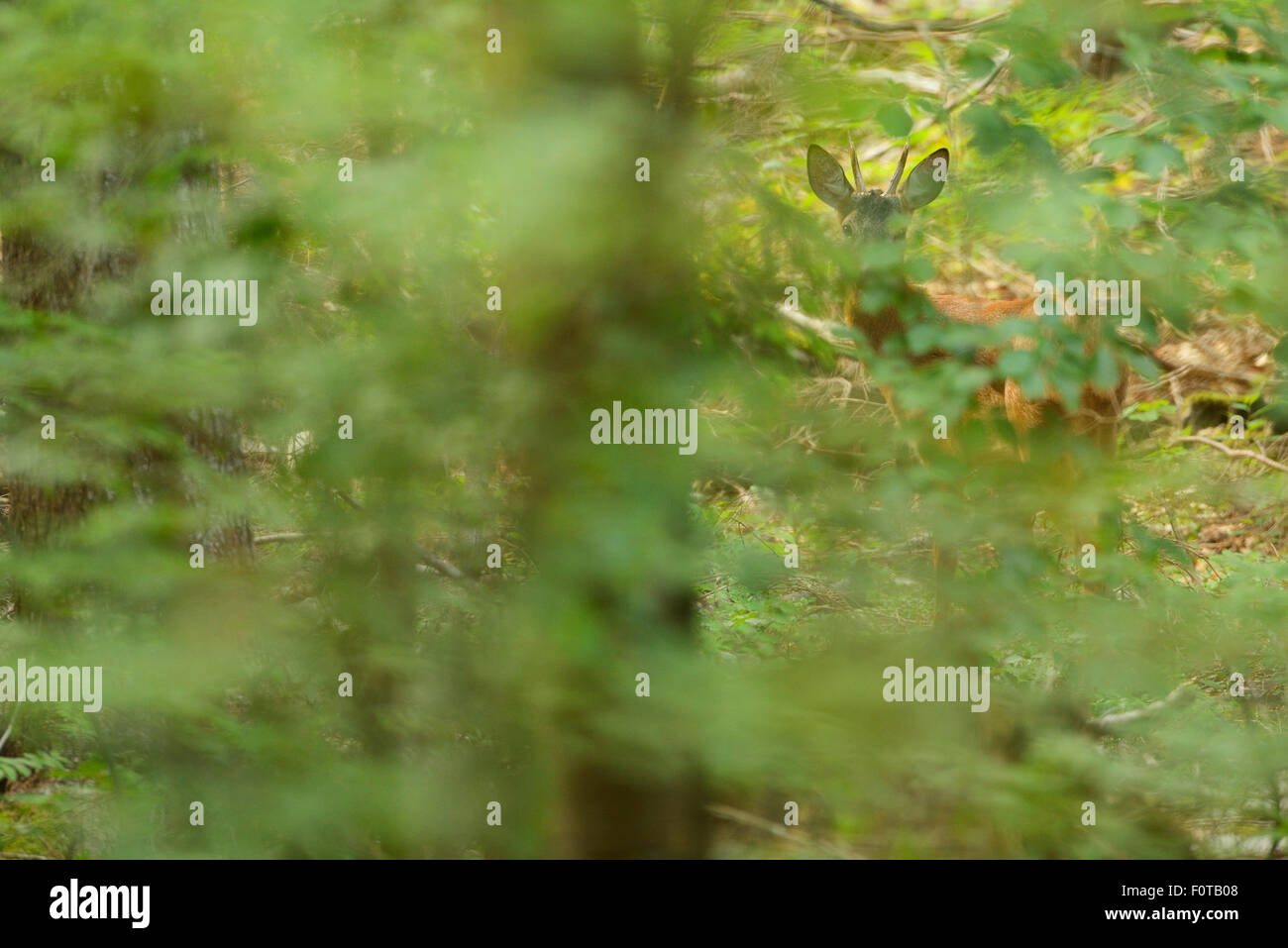 Roe deer (Capreolus capreolus) male seen through vegetation, mostly ...