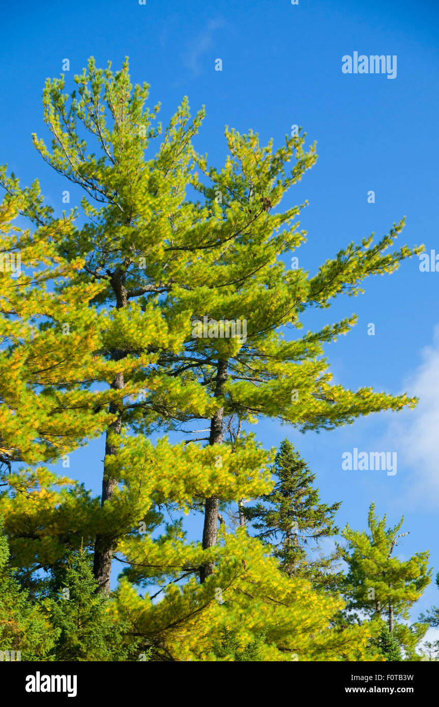 Maines State Tree White Pine