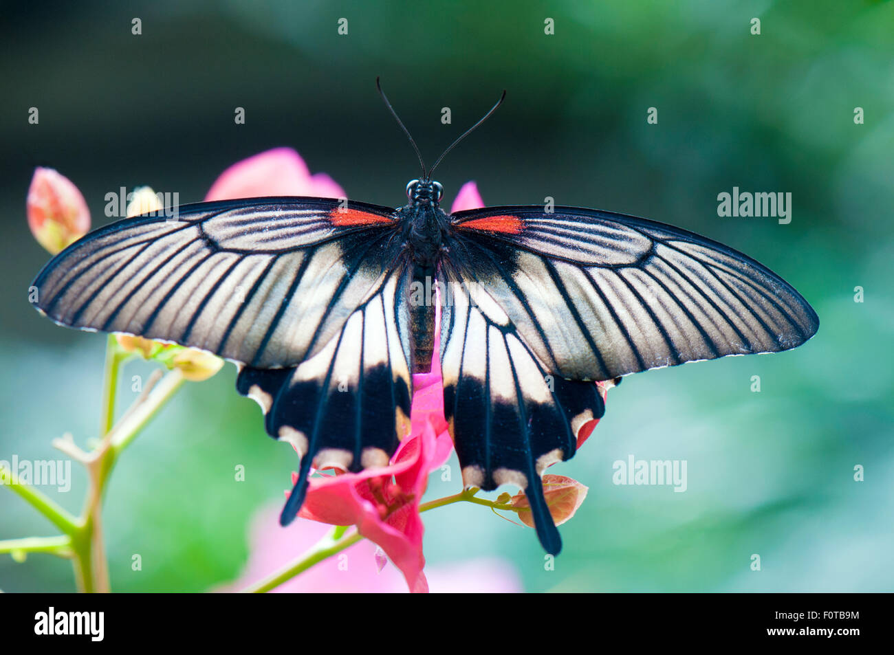 Female great mormon butterfly (Papilio memnon agenor) perching on pink ...