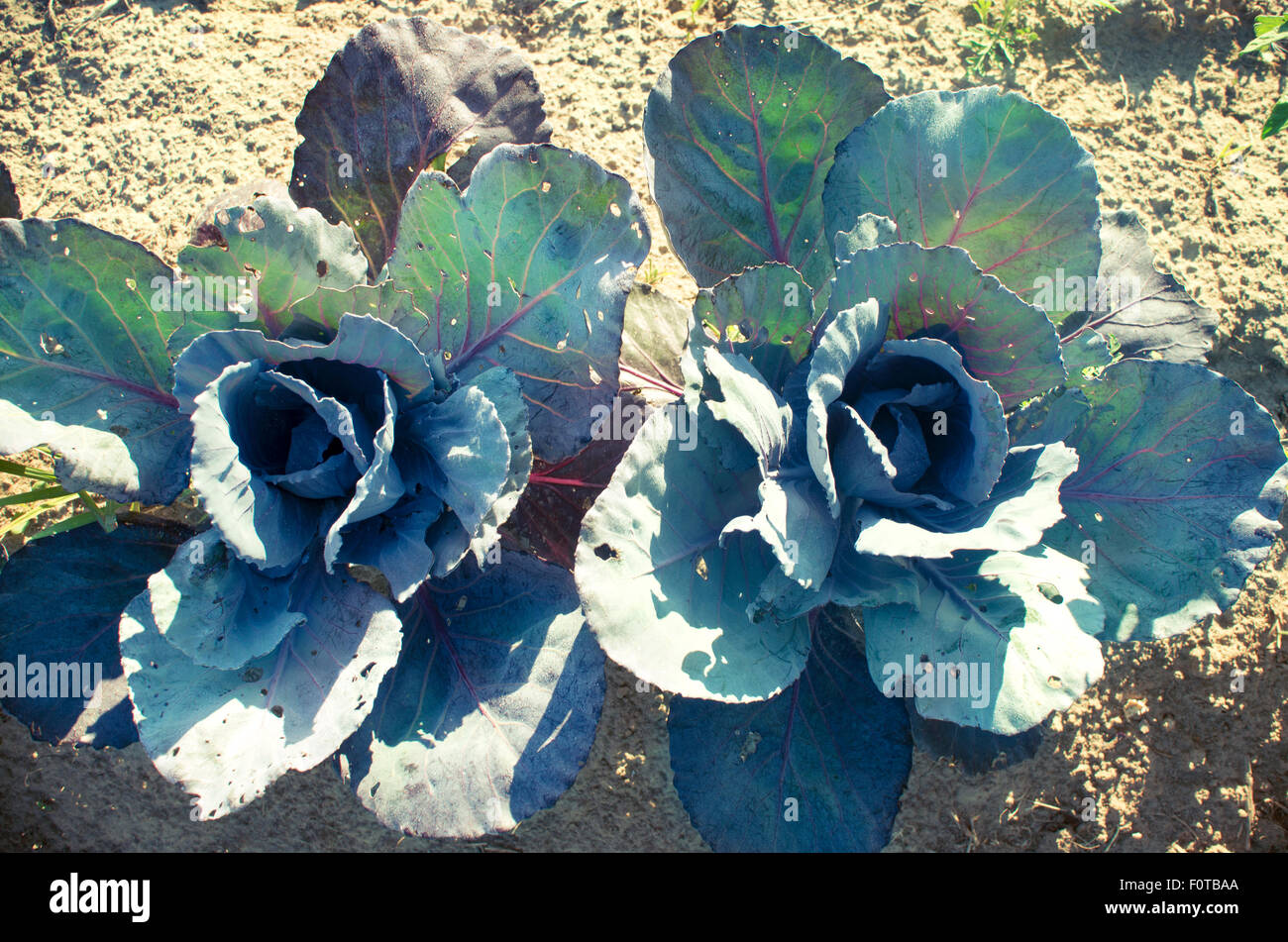 Organic red cabbage plant growing in vegetable garden Stock Photo - Alamy