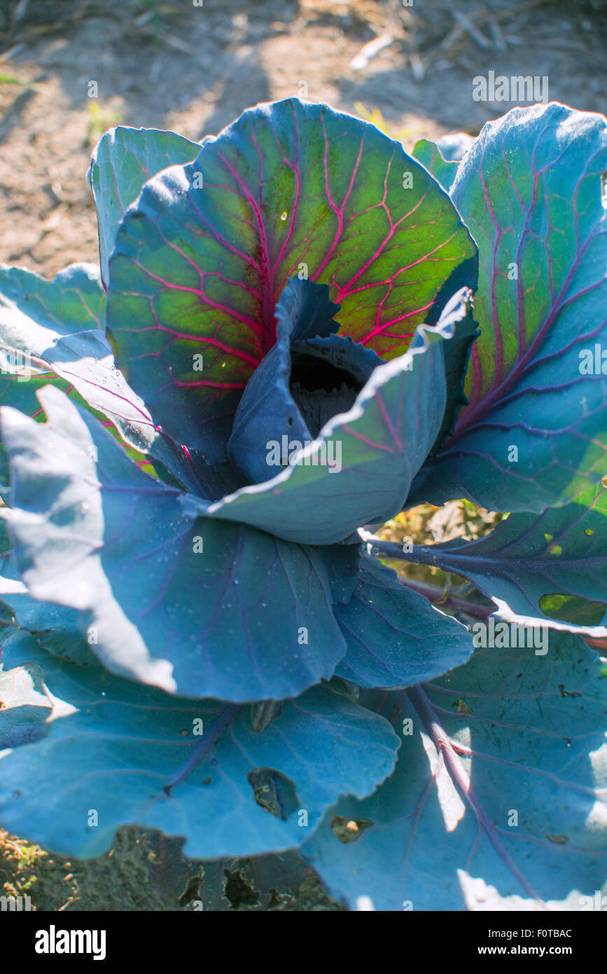 Red cabbage garden bed hi-res stock photography and images - Alamy