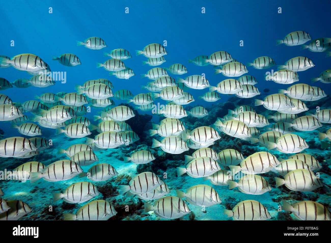Big tropical fish on coral hi-res stock photography and images - Alamy