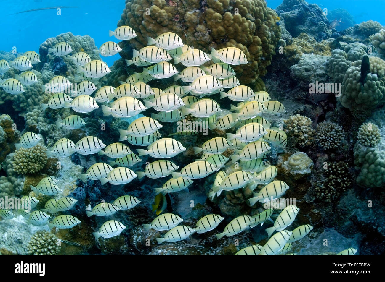 Big tropical fish on coral hi-res stock photography and images - Alamy