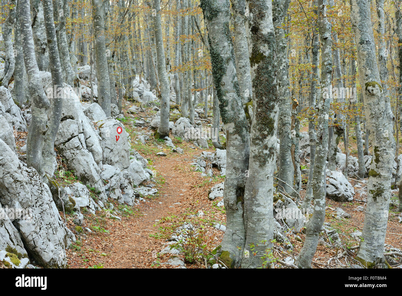 Woodland path through Hornbeam (Carpinus betulus) and European Beech ...