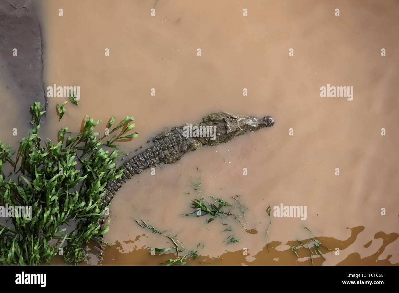 A large crocodile rests motionless in the shallow muddy water of a ...