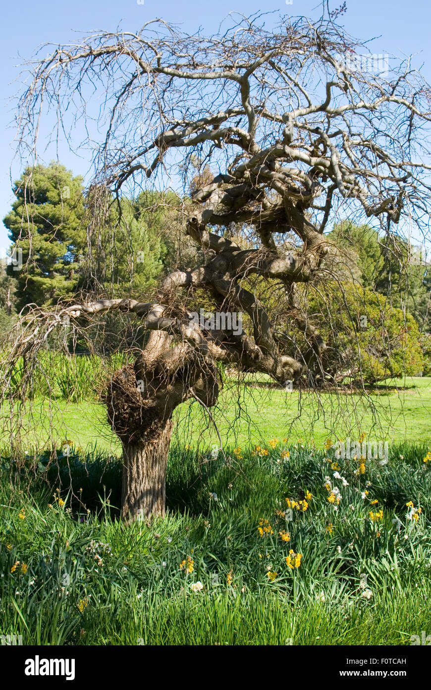 Old gnarled tree in the Botanical Gardens, Adelaide, South Australia ...