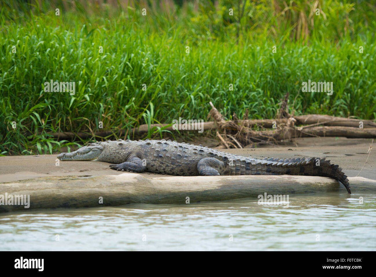 Crocodylidae High Resolution Stock Photography and Images - Alamy