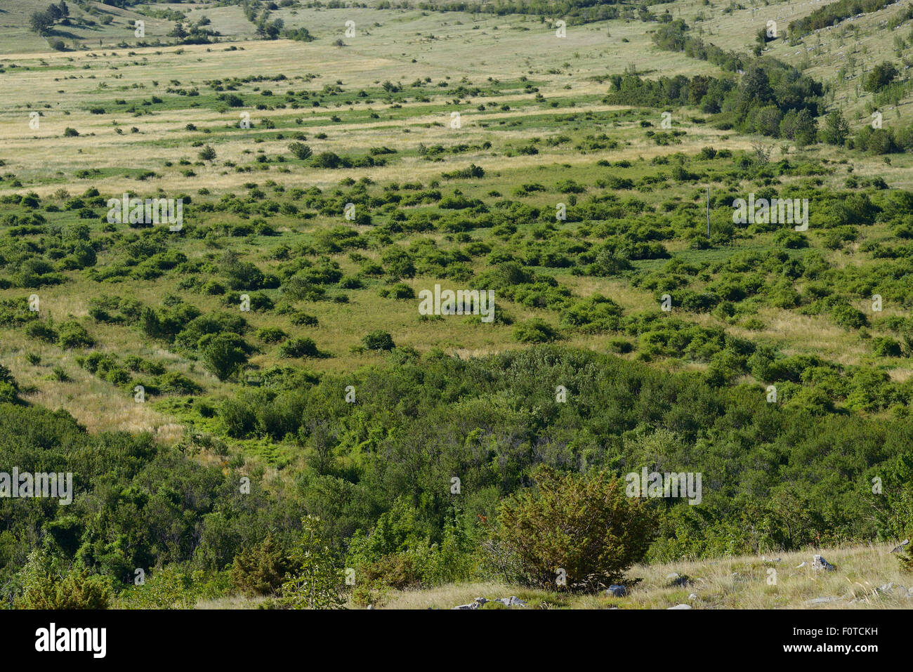 Abandoned farmland fields with regenerating shrubs and trees, Velebit ...