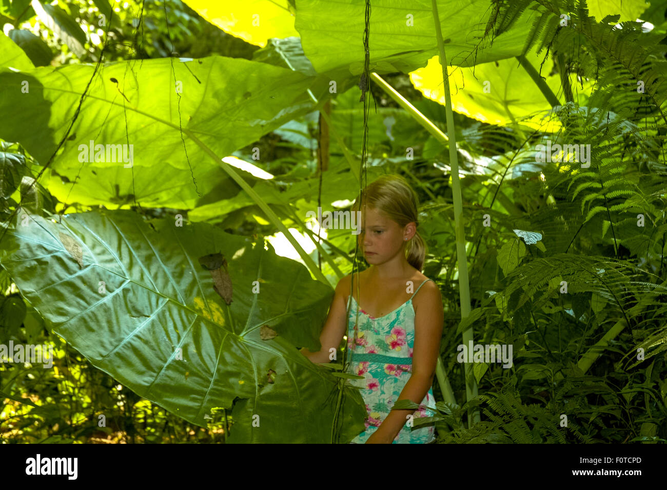 girl hides under gigantic leaf of plant in jungle at lao Stock Photo ...