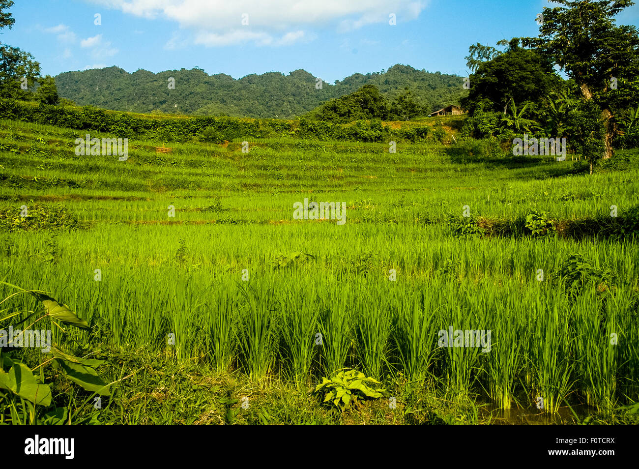 paddy or ricefield in lao asia Stock Photo - Alamy