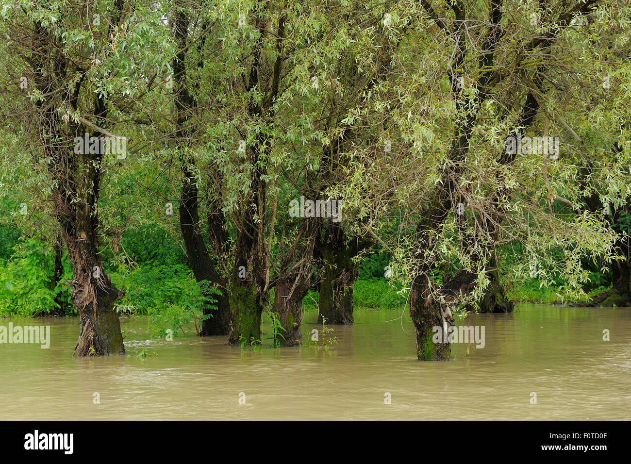 Swamp forest, Danube delta rewilding area, Romania May 2012 Stock Photo ...
