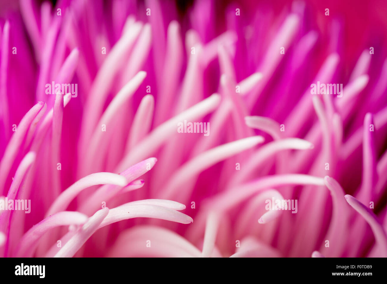 Abstract Flower background. Macro photography Stock Photo - Alamy
